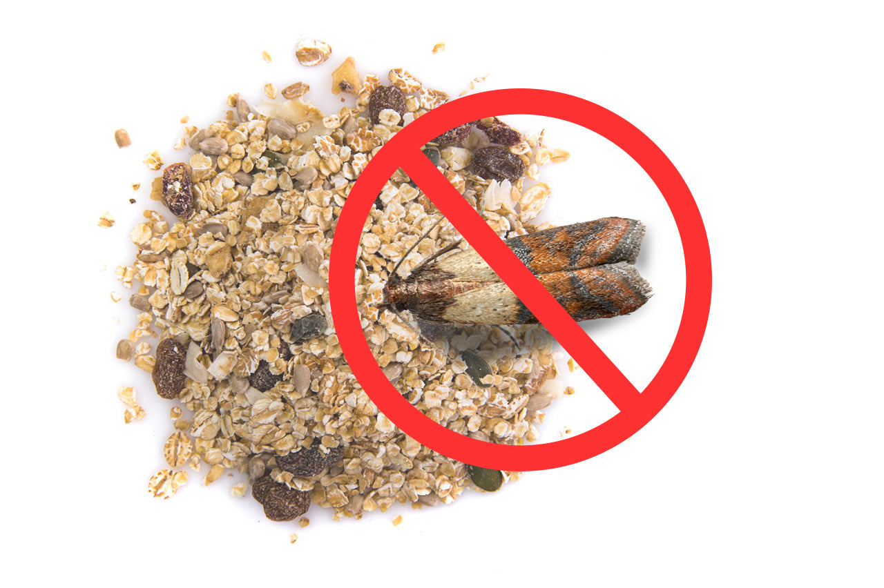 Lebensmittelmotten bekämpfen | Eier, Larven & Motten loswerden