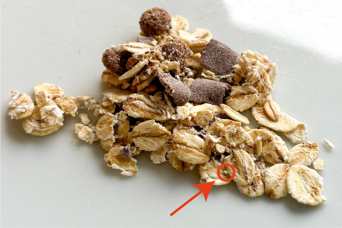 Wie sehen Motteneier aus? » Bilder von Lebensmittelmotten Eiern